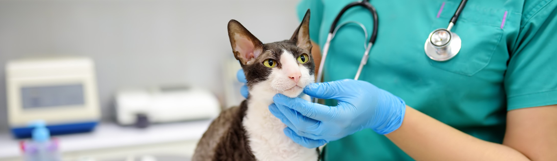 Emergency Vet El Segundo - 24 Hour Emergency Vet Near Me