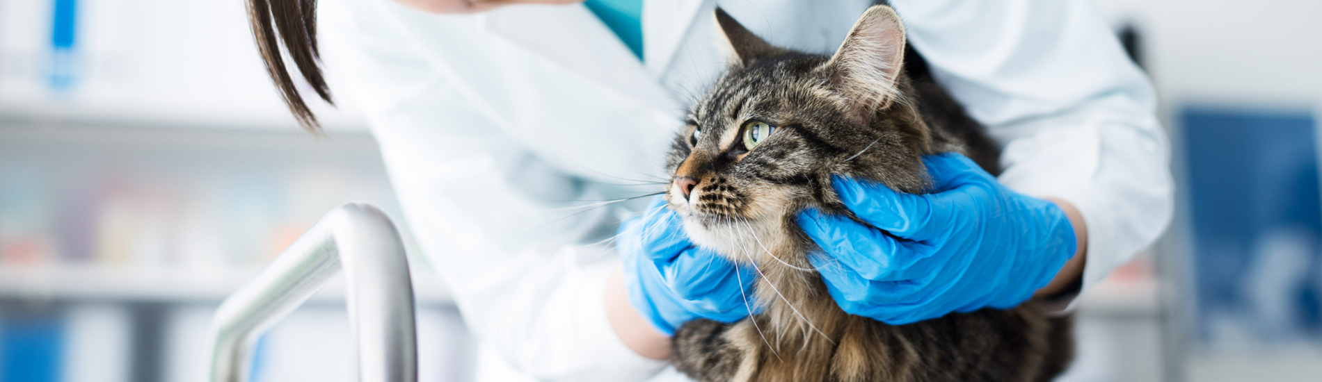 Spaying And Neutering Jamul - Low Cost Pet Spay And Neuter Clinic